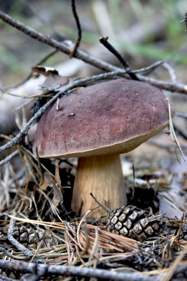 Seta Imagen. Imagen: 2478076