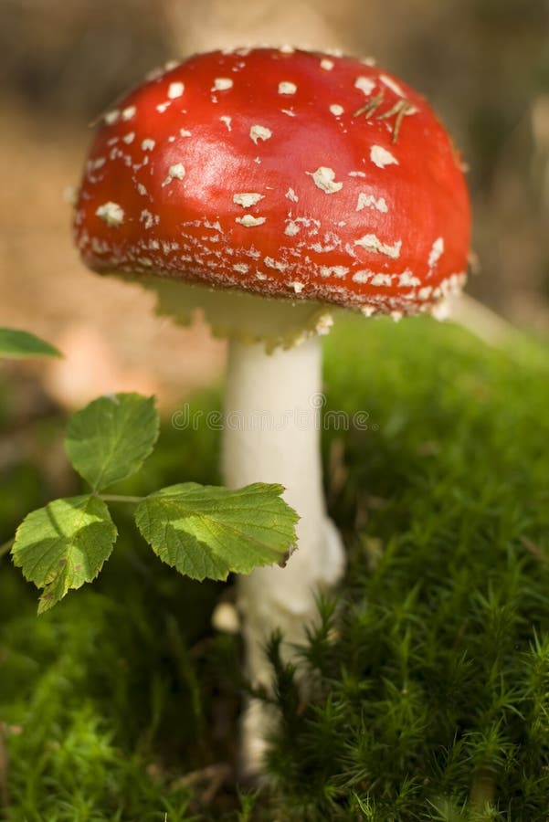 Seta imagen de archivo. Imagen de rojo, seta, humus, toadstool - 3373687