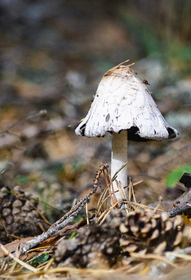 Seta stock image. Image of tree, white, pine, quail - 261204273