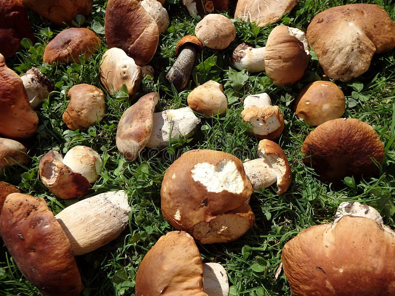 Seta - seta comestible foto de archivo. Imagen de dieta - 127453444