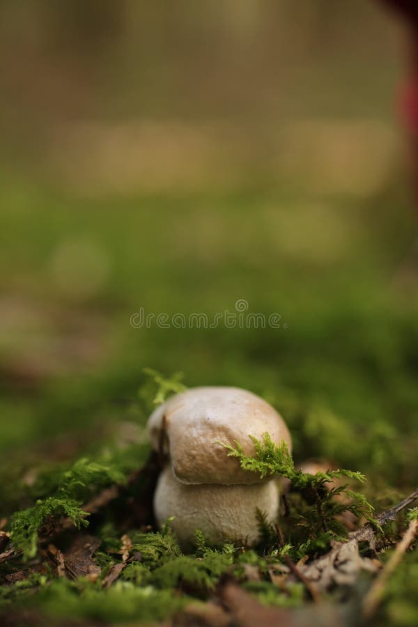 Seta Comestible De La Seta En El Bosque Foto de archivo - Imagen de ...