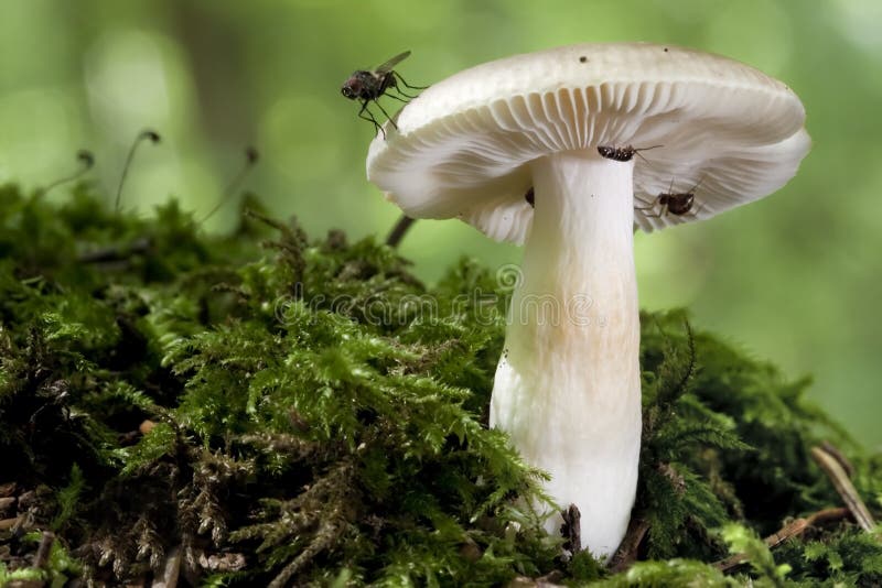 Seta con algunos insectos imagen de archivo. Imagen de plantas - 26557011