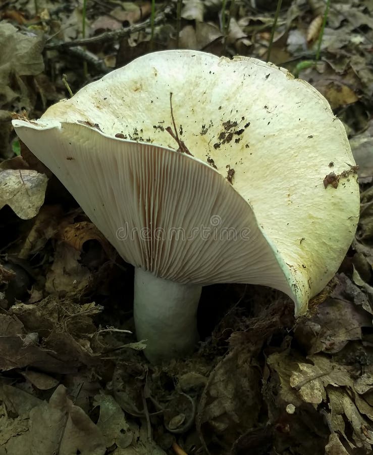 Seta De Leche Del Resimus Lactarius De Hongos Imagen de archivo ...