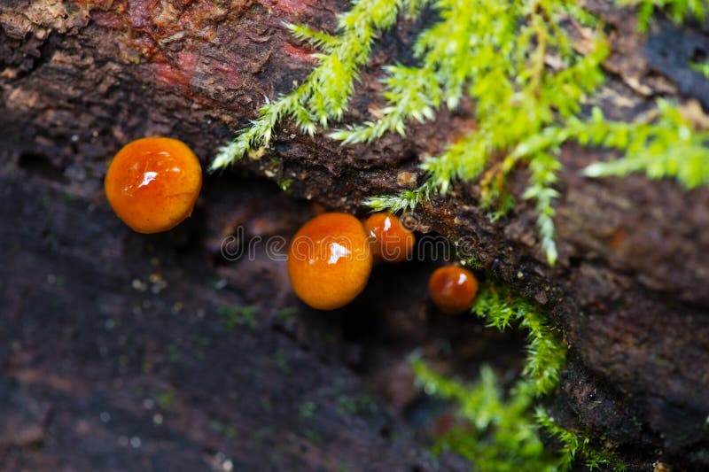 Seta de Nameko foto de archivo. Imagen de hongos, salvaje - 27371912