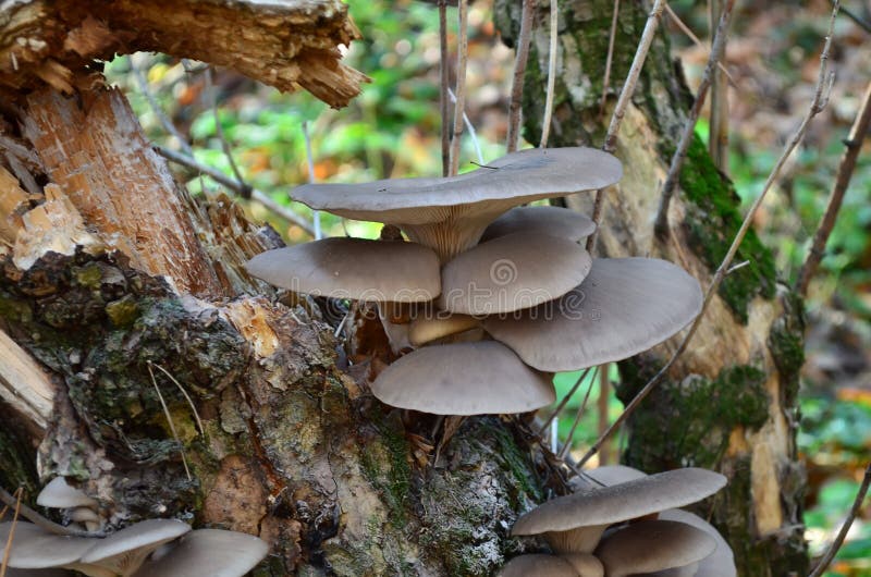 Hongos Comestibles Pleurotus Ostreatus Conocidos Como Hongos Ostiones ...