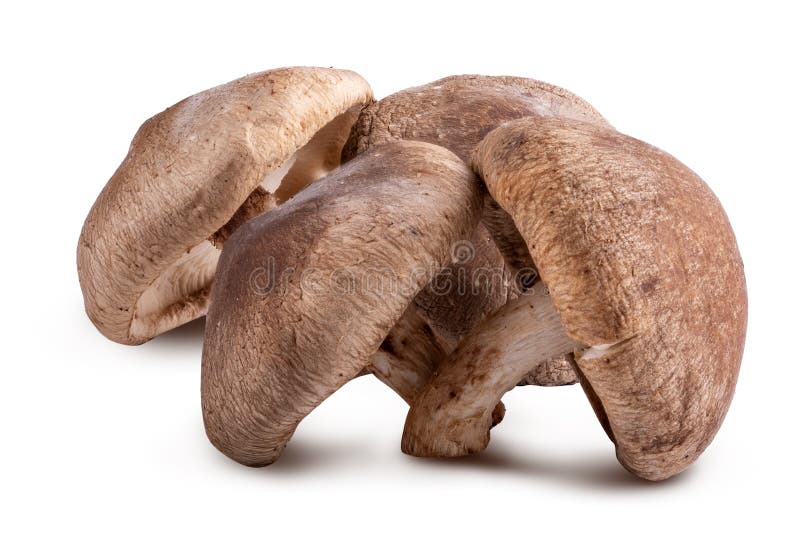 Seta De Shiitake Aislada En El Fondo Blanco Imagen de archivo - Imagen ...