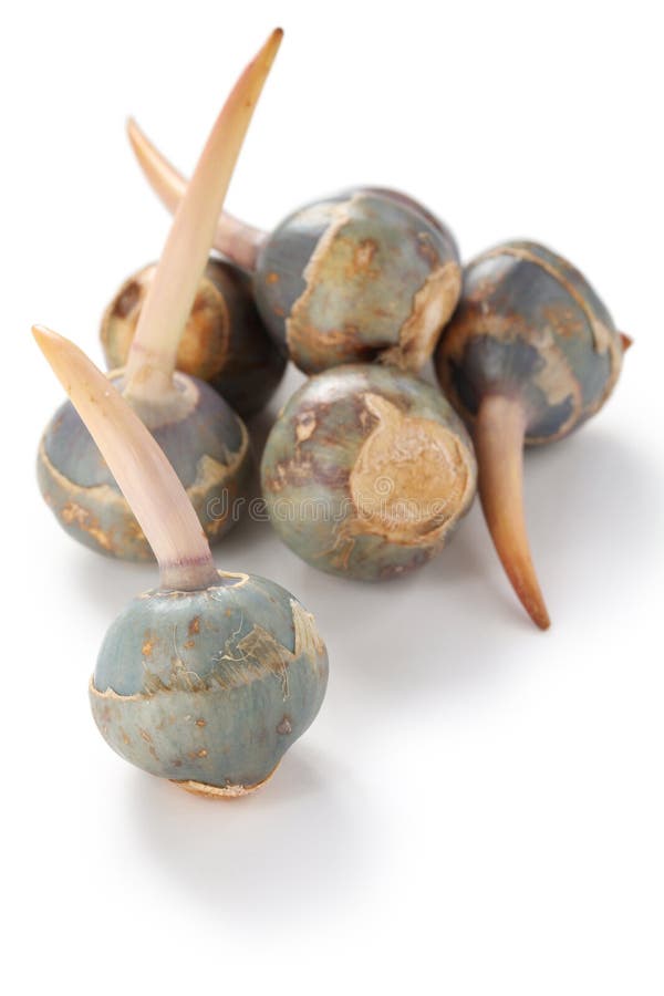 Seta de Threeleaf, kuwai imagem de stock. Imagem de frescor - 28801779