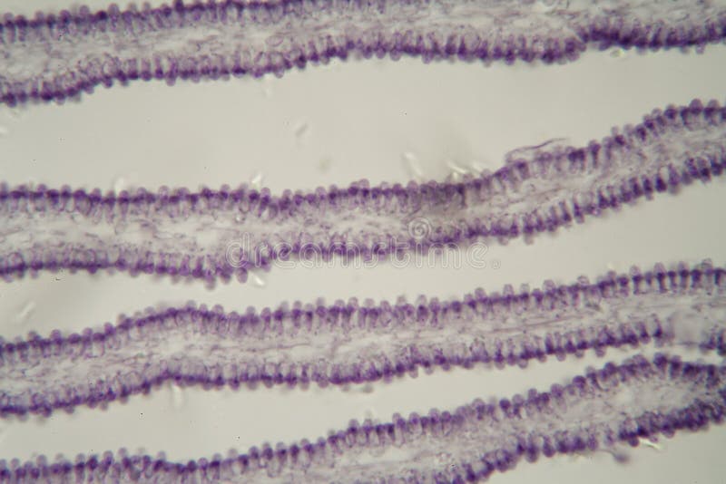 Seta Del Coprinus Debajo Del Microscopio Foto de archivo - Imagen de ...