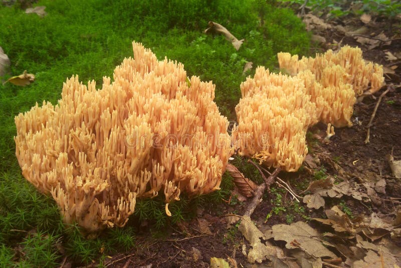 Flava De Ramaria, Clavaria Hermoso, Hongo Coralino Hermoso Del Clavaria ...