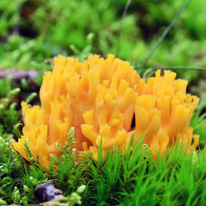 Flava De Ramaria, Clavaria Hermoso, Hongo Coralino Hermoso Del Clavaria ...