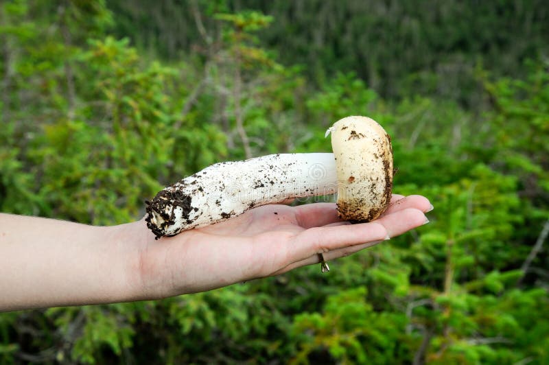 Seta Grande Fotos De Stock - Descarga 13,773 Fotos Libres de Derechos