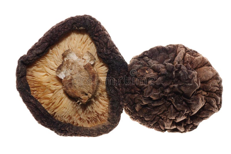 Seta negra imagen de archivo. Imagen de macro, comestible - 18217767