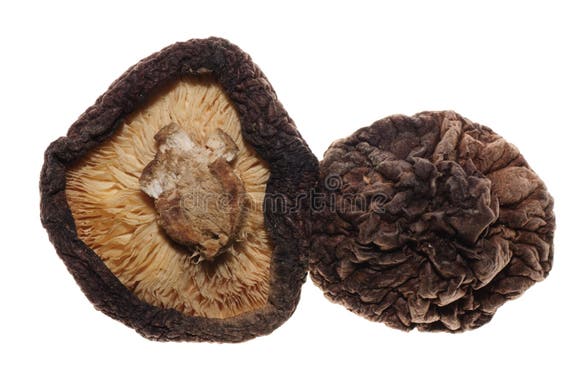 Seta negra imagen de archivo. Imagen de macro, comestible - 18217767