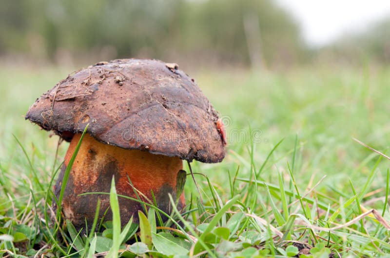 Seta negra imagen de archivo. Imagen de crudo, maderas - 34026039