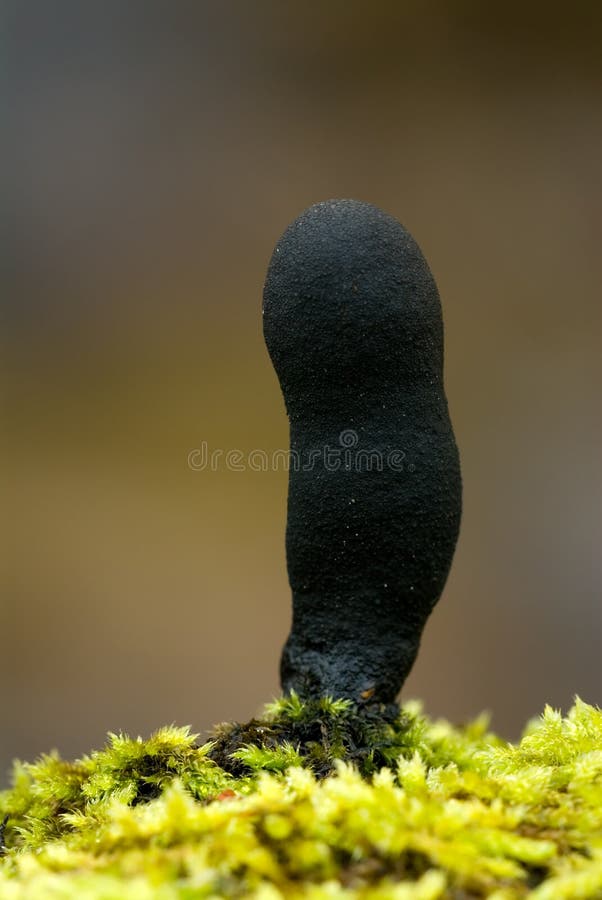Seta negra foto de archivo. Imagen de travieso, bosque - 3931940