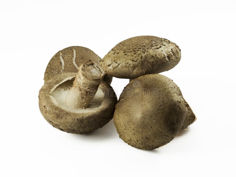 Seta Negra China En El Fondo Blanco Foto de archivo - Imagen de dieta ...