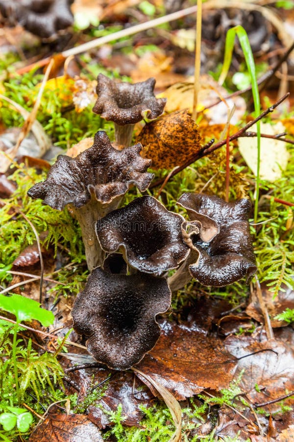 Seta Negra De La Trompeta, Cuerno De La Abundancia, Cornucopioides De ...