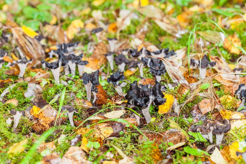 Seta Negra De Caterellus De La Trompeta Foto de archivo - Imagen de ...