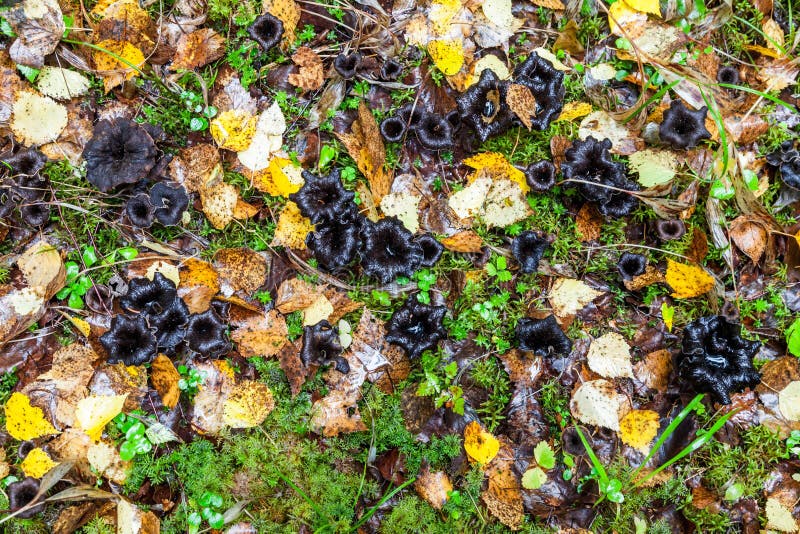 Seta Negra De Caterellus De La Trompeta Foto de archivo - Imagen de ...