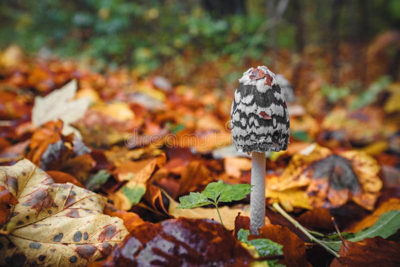 Seta Negra Del Picacea De Coprinopsis Con Los Puntos Blancos Foto de ...