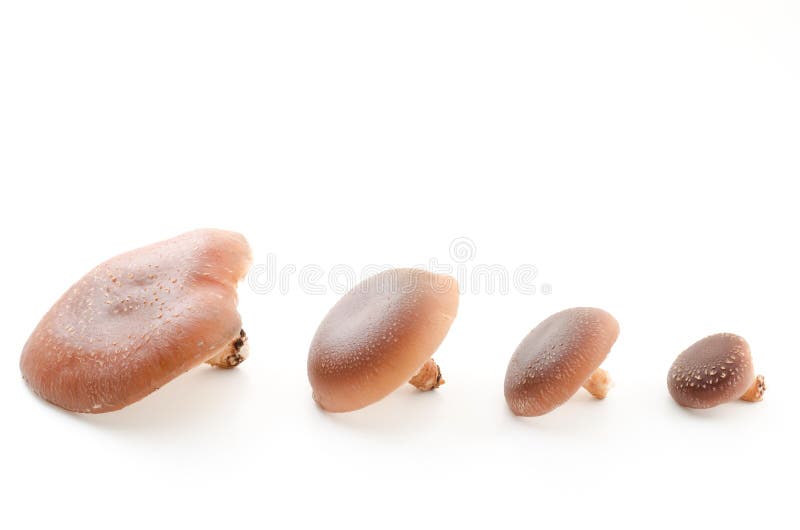 Seta negra oriental foto de archivo. Imagen de cocinero - 24723976