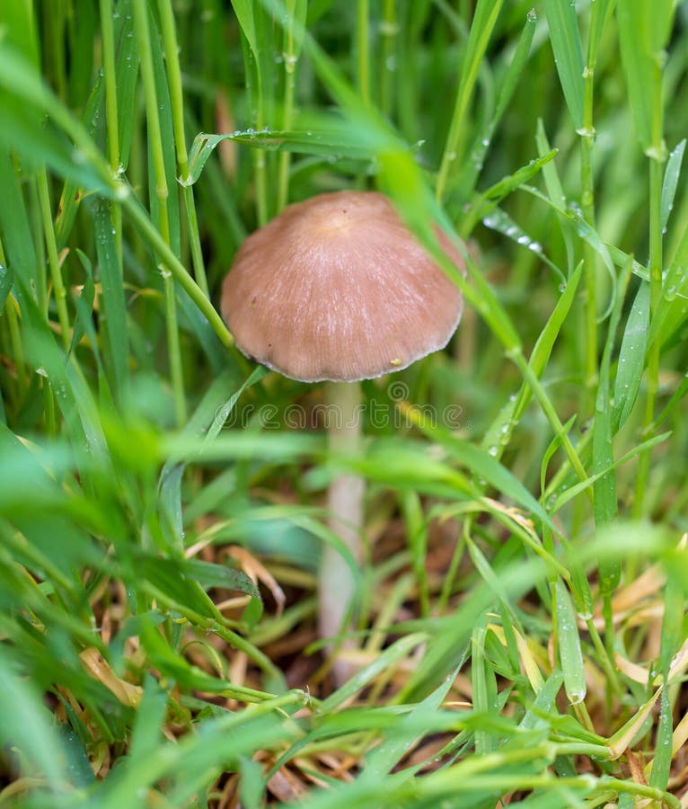Seta No Comestible En El Bosque Foto de archivo - Imagen de madera ...