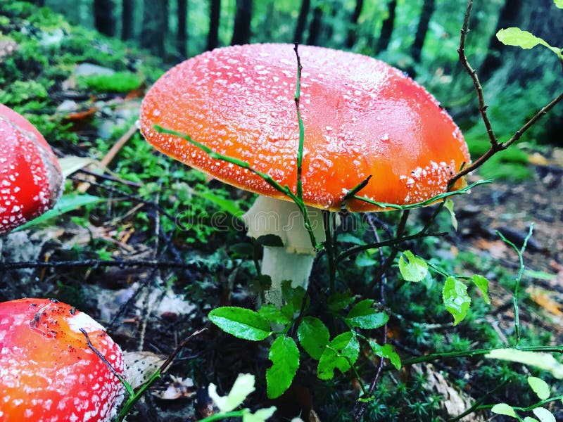 Seta roja imagen de archivo. Imagen de plantas, seta - 100486763