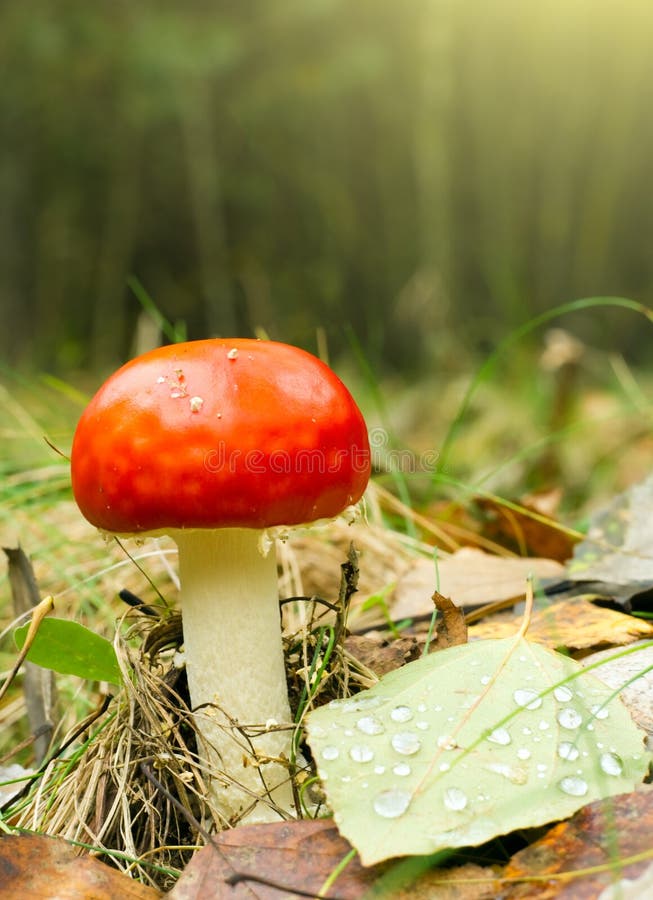 Seta roja imagen de archivo. Imagen de setas, hadas, taburetes - 29154629
