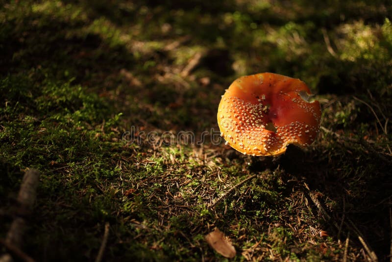 Seta Roja Con Los Puntos Blancos En El Bosque Foto de archivo - Imagen ...