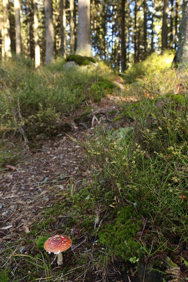 Seta Roja Con Los Puntos Blancos En El Bosque Foto de archivo - Imagen ...