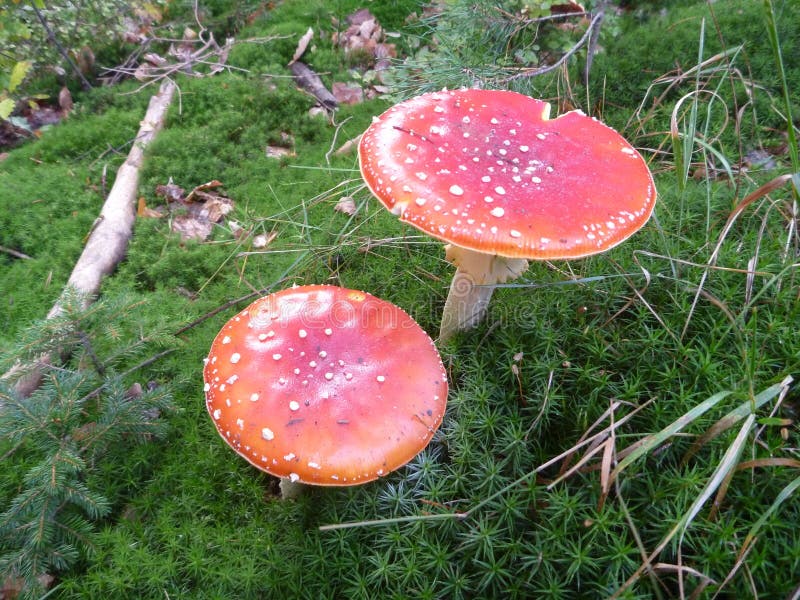 Seta Roja De La Seta Con Los Puntos Blancos Imagen de archivo - Imagen ...