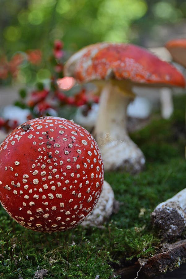 Seta Roja Escogida Con Los Puntos Blancos Foto de archivo - Imagen de ...