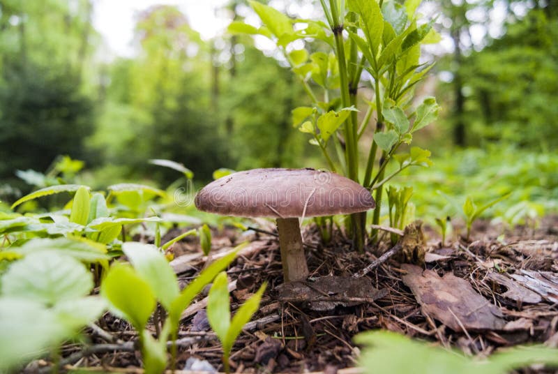 Seta entre las plantas foto de archivo. Imagen de solamente - 132871014