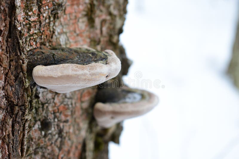 Seta-yesca En El Bosque Del Invierno Foto de archivo - Imagen de hongo ...