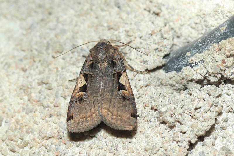 Setaceous Hebrew character stock image. Image of setaceous - 256713045