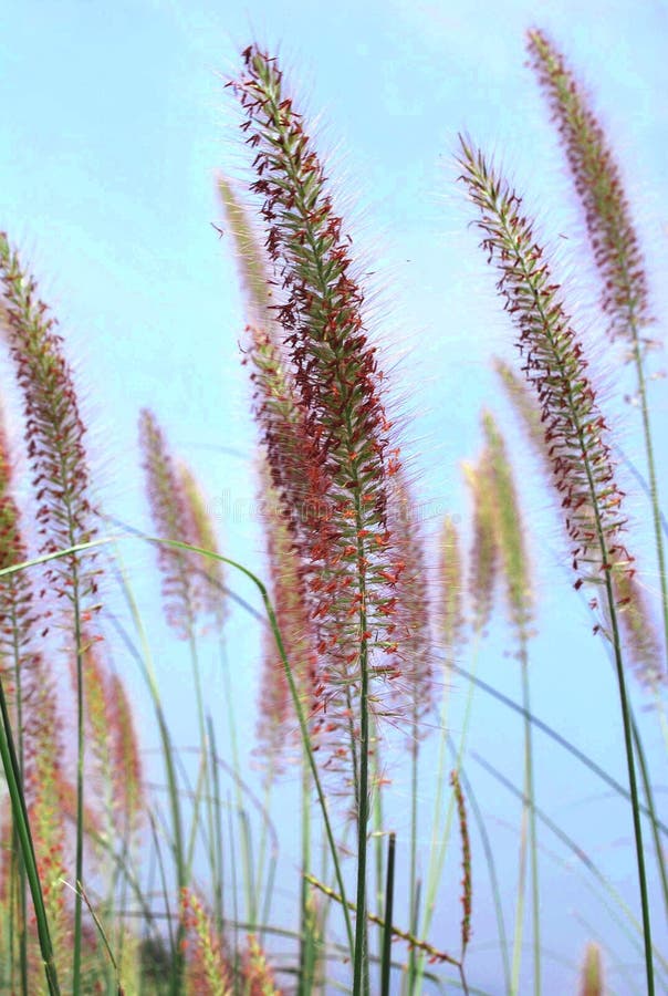 Setaria stock image. Image of setaria, picnic, weeds - 11219245