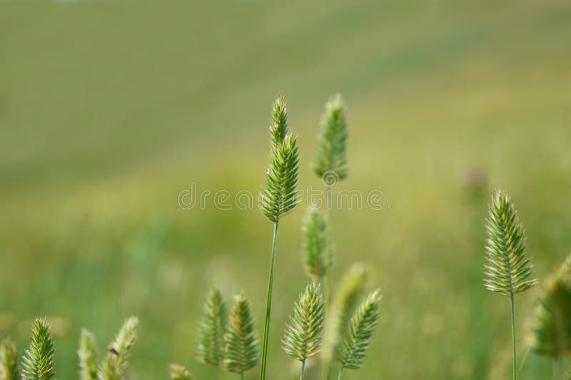 Setaria stock photo. Image of desolation, hairy, fall - 21290252
