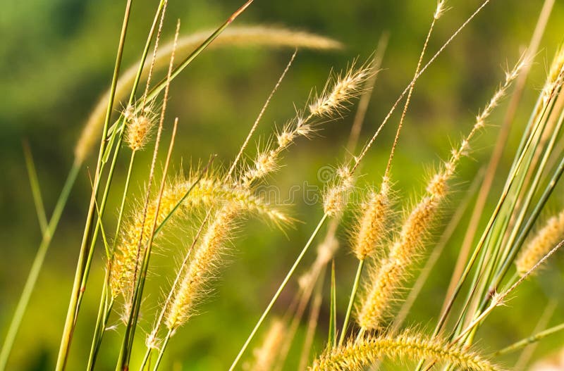 Setaria stock image. Image of bristlegrass, flora, leaves - 57828211