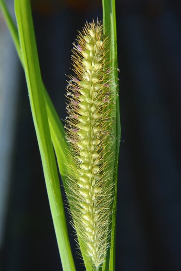Setaria grows in the field stock photo. Image of beautiful - 192626844