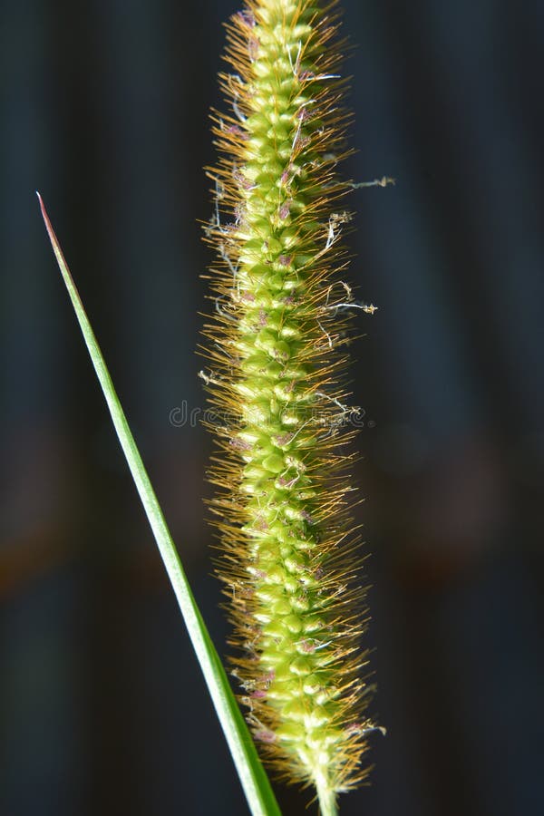 Setaria grows in the field stock photo. Image of macro - 192626854