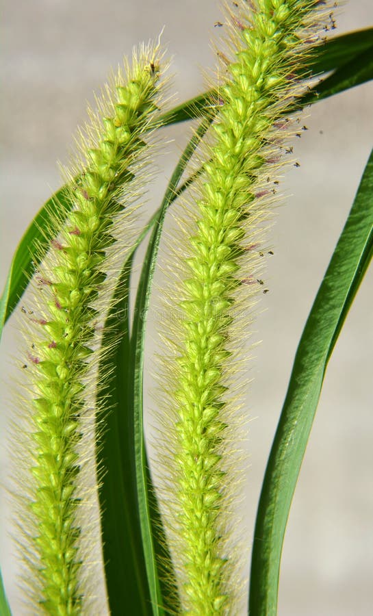 Setaria grows in the field stock image. Image of flower - 192626879