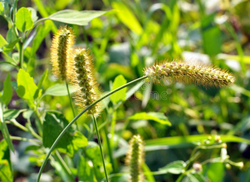 Setaria grows in the field stock photo. Image of outdoor - 227103716