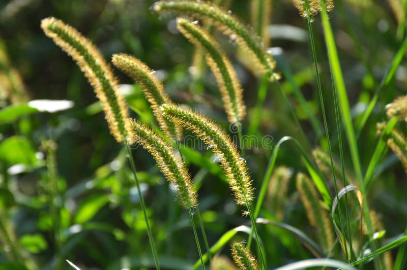 Setaria grows in the field stock photo. Image of beautiful - 229439644