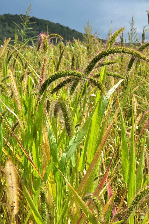 Setaria grows in the field stock photo. Image of agronomy - 236714392