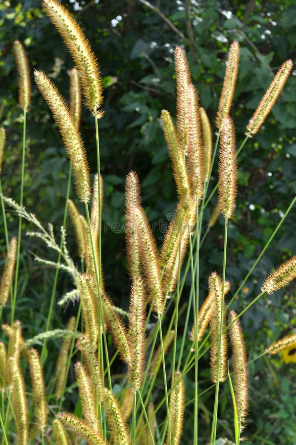 Setaria grows in the field stock photo. Image of garden - 267365676