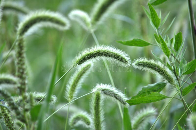 Setaria grows in the field stock photo. Image of beauty - 267365678