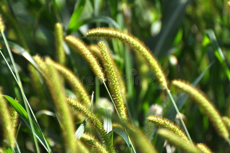 Setaria grows in the field stock photo. Image of outdoors - 267365696