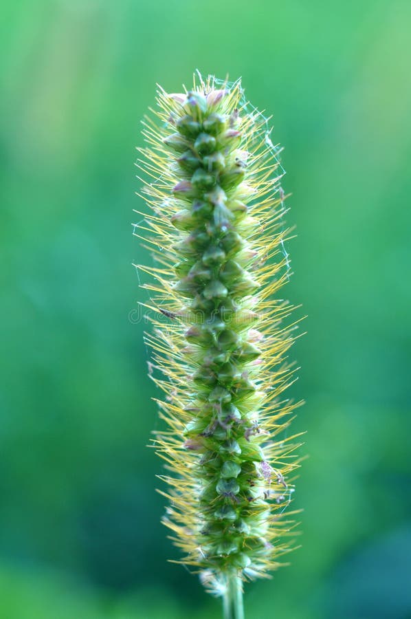 Setaria grows in the field stock image. Image of autumn - 267365697