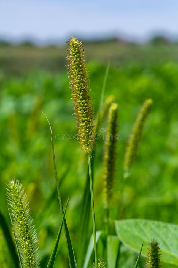 Setaria Grows in the Field in Nature Stock Photo - Image of autumn ...