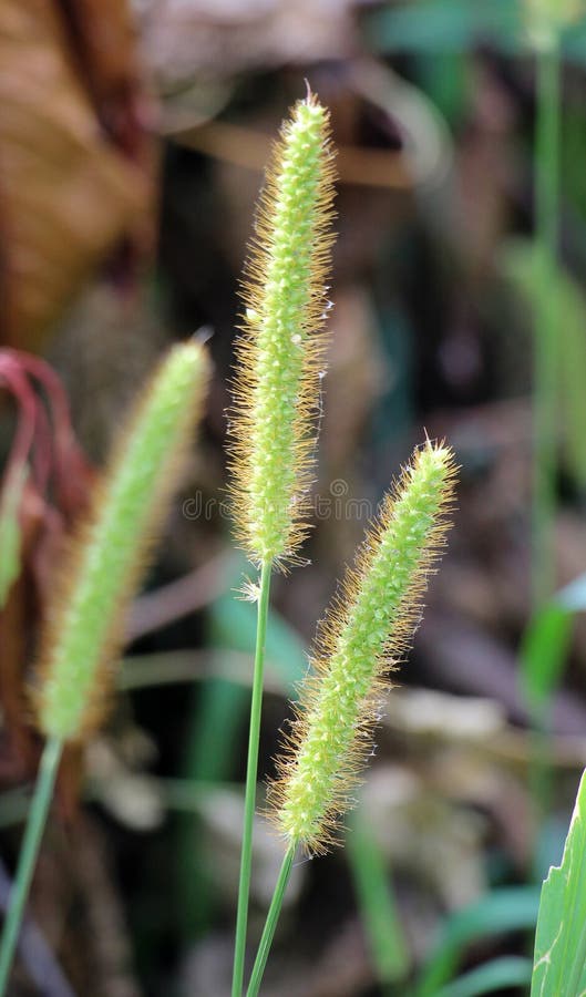 Setaria grows in the field stock photo. Image of summer - 293837356